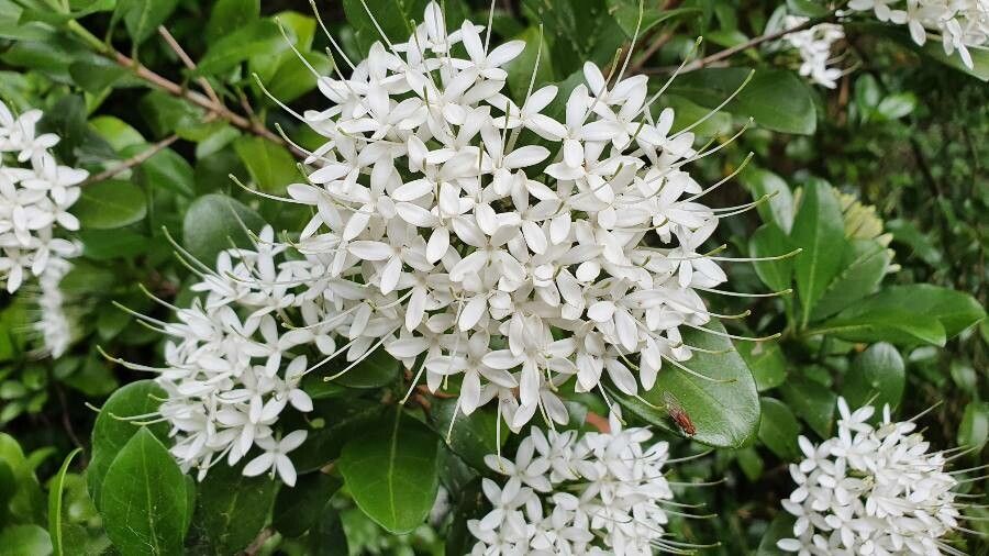 How to Propagate Pavetta australiensis - Propagate One