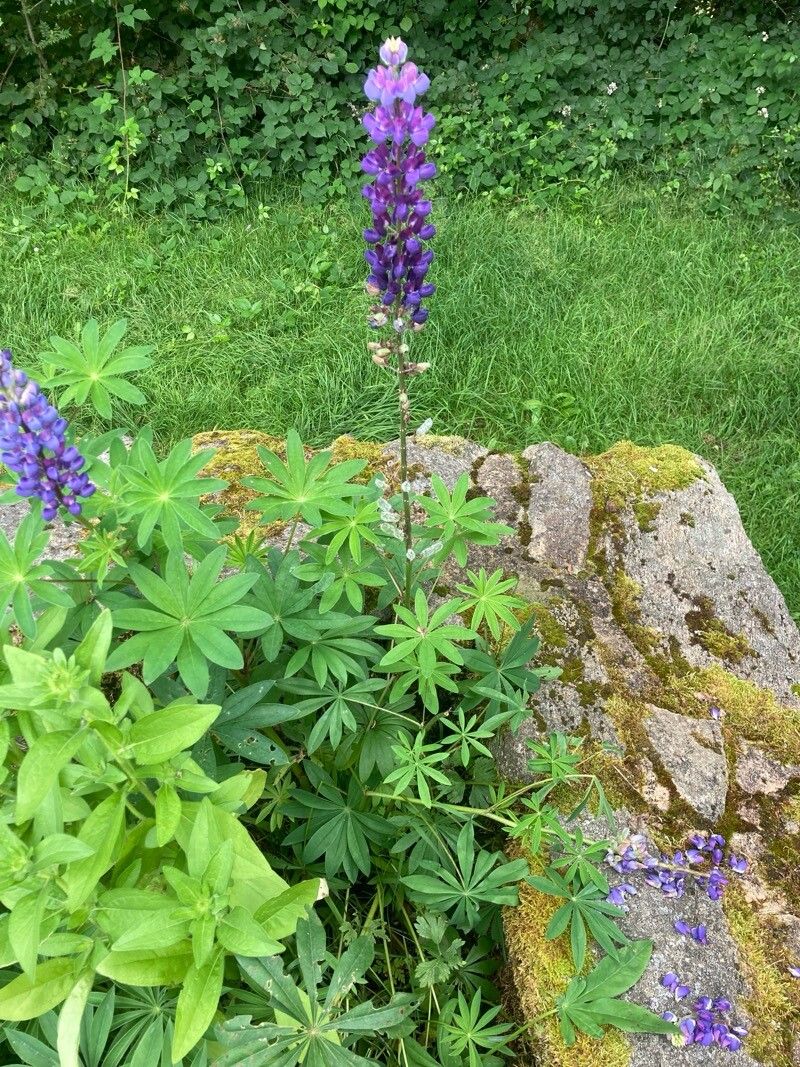 How to propagate How to Propagate Lupinus × regalis