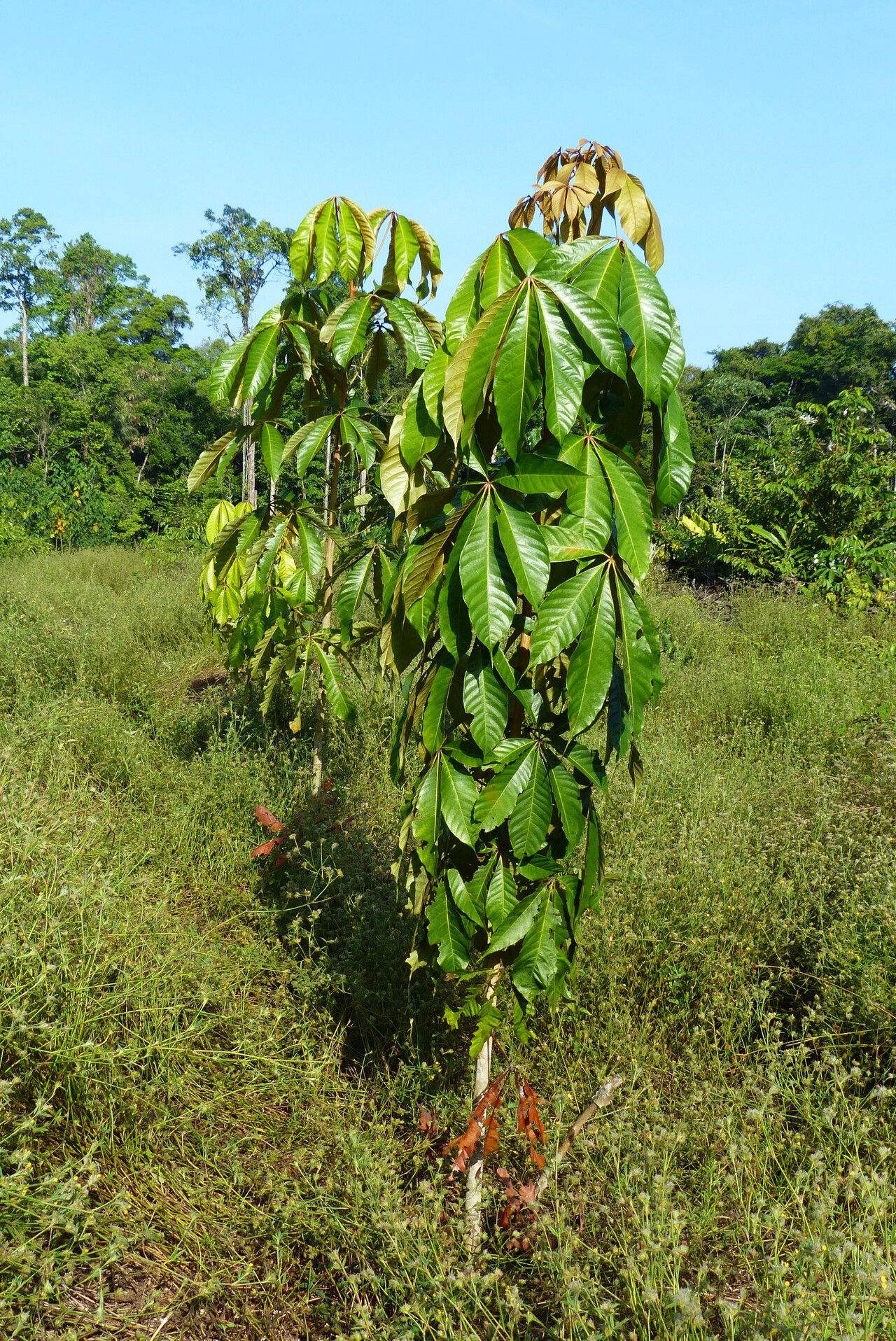 How to propagate How to Propagate Heritiera utilis