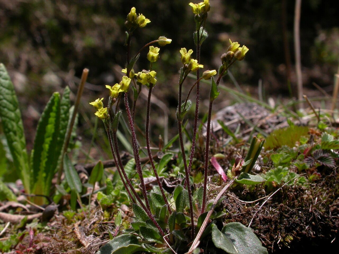 How to Propagate Draba gracillima - Propagate One