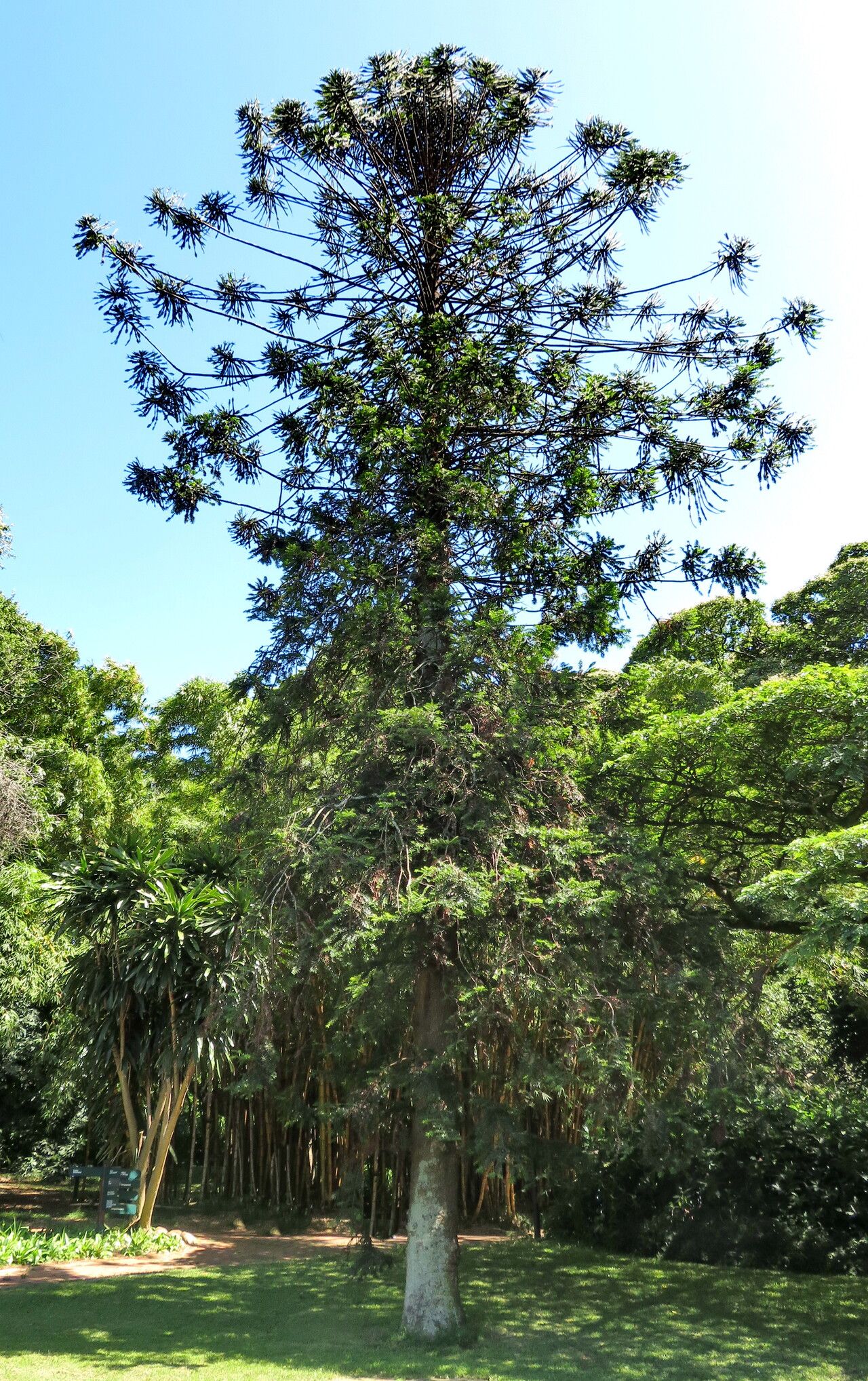 How to Propagate Araucaria bidwillii - Propagate One