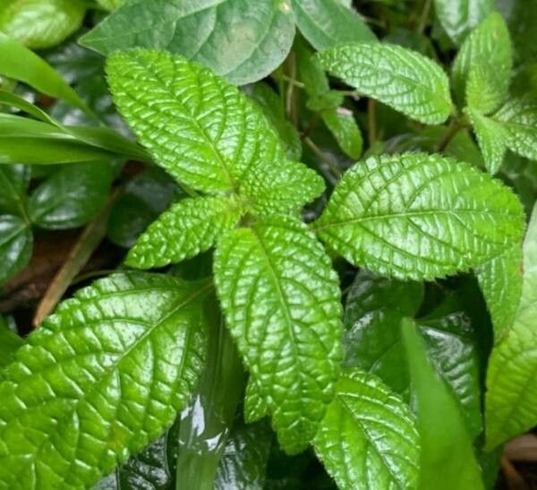 How to propagate How to Propagate Hyptis atrorubens