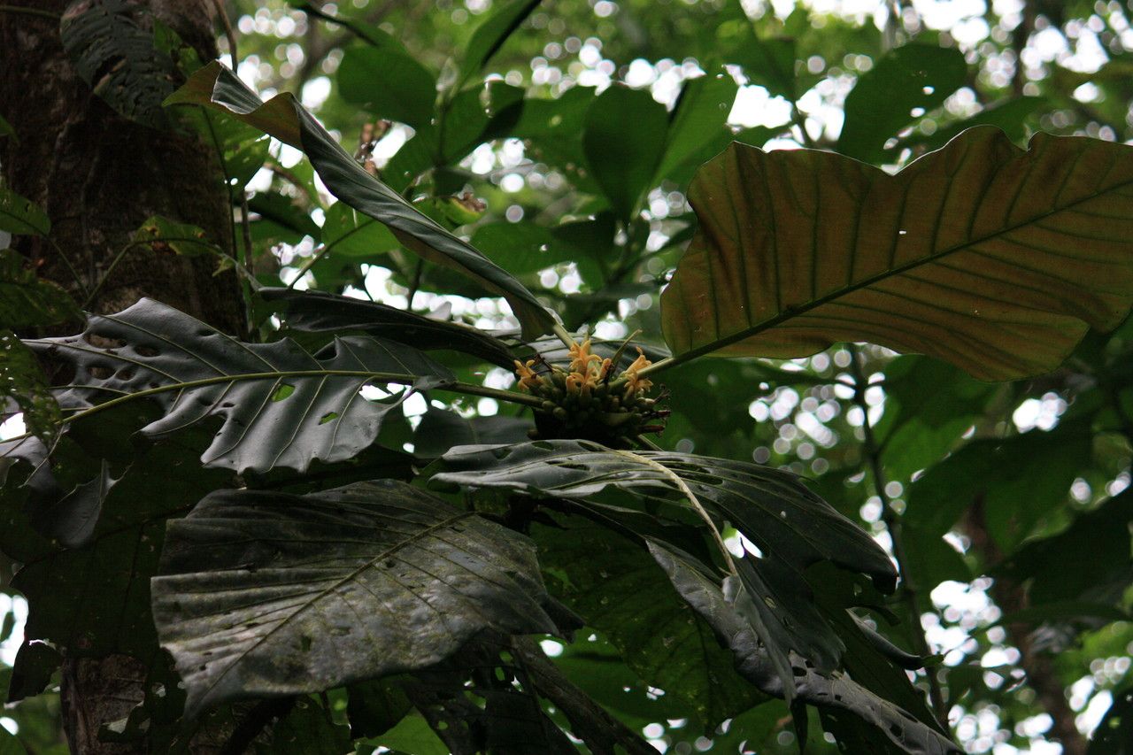 How to Propagate Pentagonia donnell-smithii - Propagate One