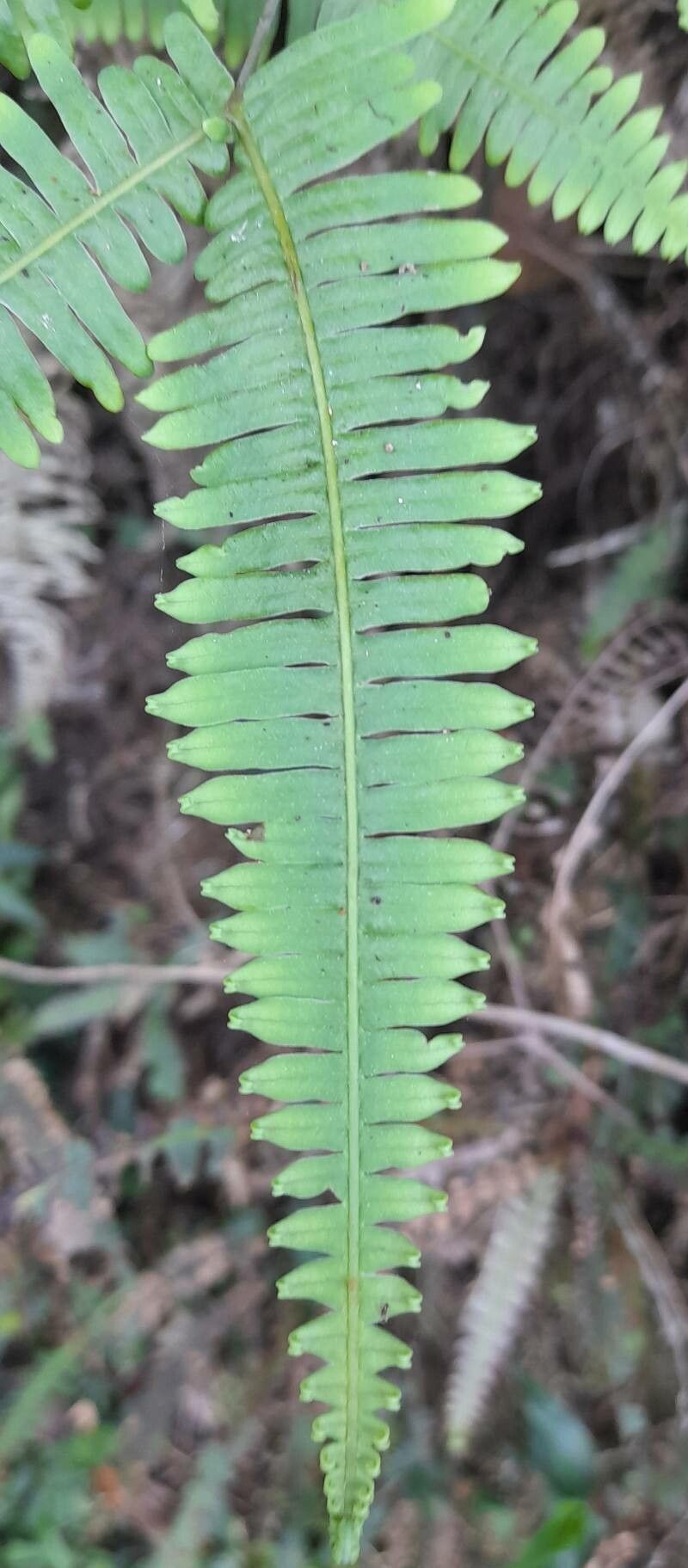 How to Propagate Dicranopteris flexuosa - Propagate One