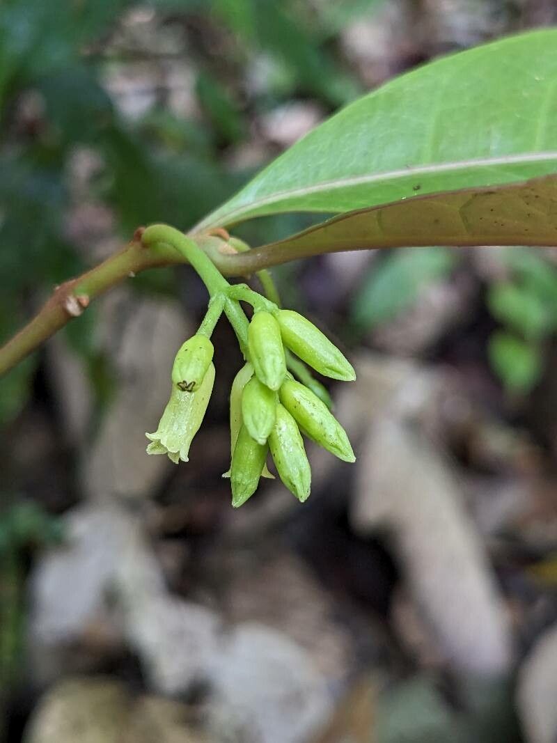 How to propagate How to Propagate Neea ovalifolia