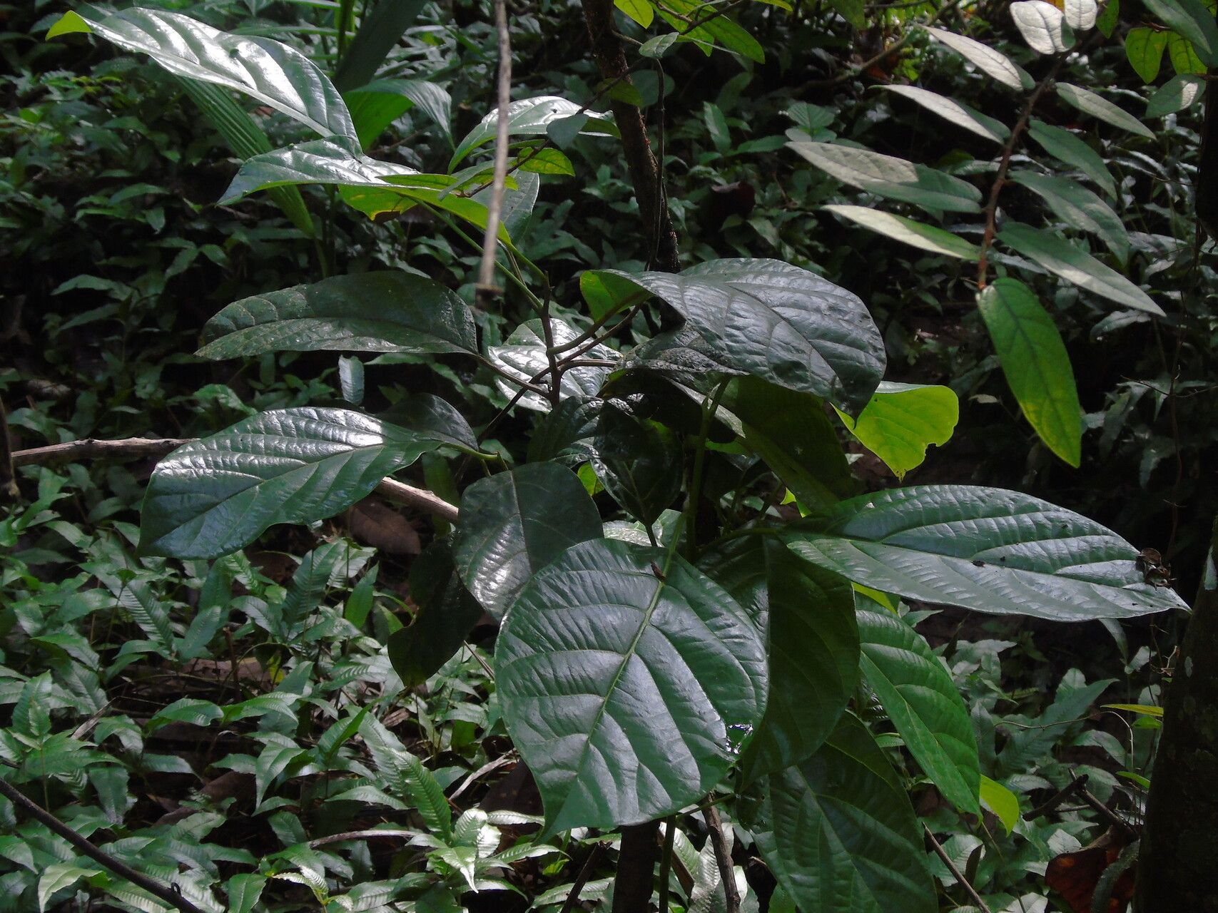 How to propagate How to Propagate Litsea elliptica