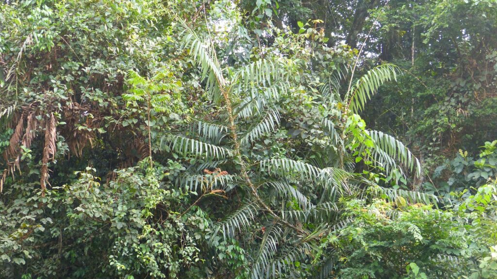 How to propagate How to Propagate Laccosperma acutiflorum