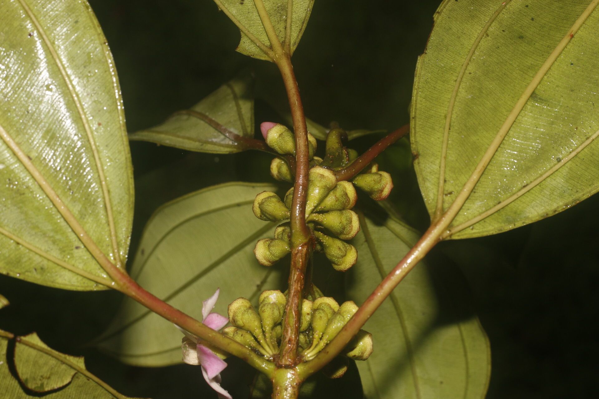 How to Propagate Blakea multiflora - Propagate One