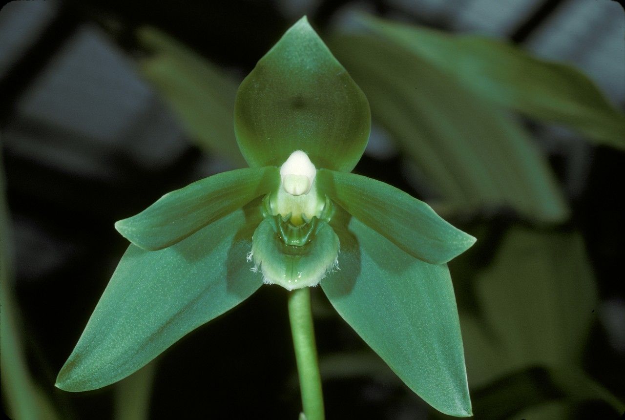 How to Propagate Ida locusta - Propagate One