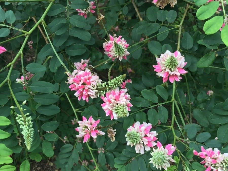 How to Propagate Indigofera jucunda - Propagate One