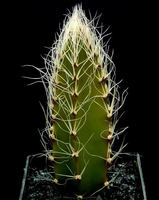 How to Propagate Deamia testudo - Propagate One