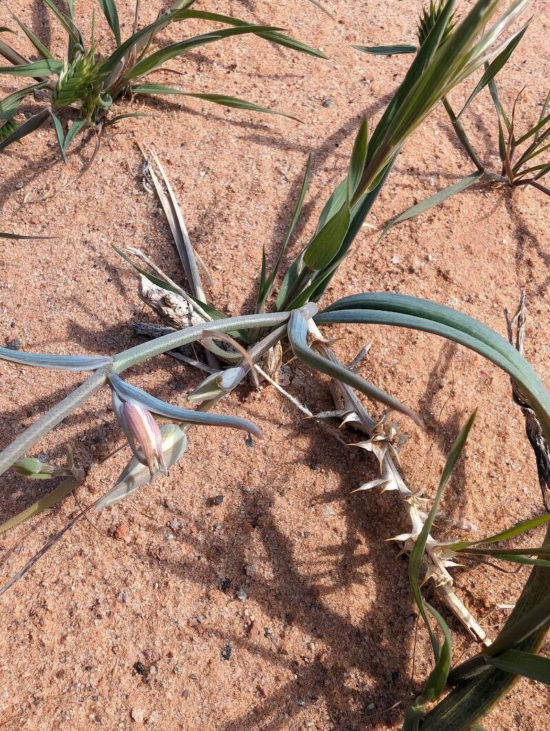 How to Propagate Calochortus flexuosus - Propagate One