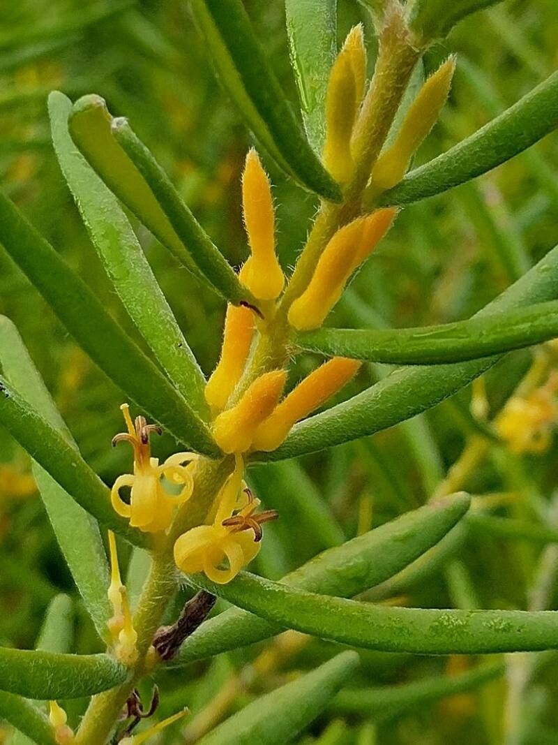 How to Propagate Persoonia mollis - Propagate One