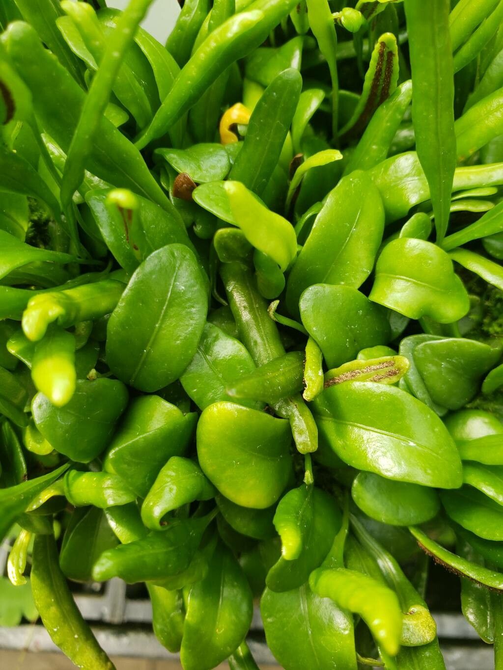How to Propagate Lepisorus microphyllus - Propagate One