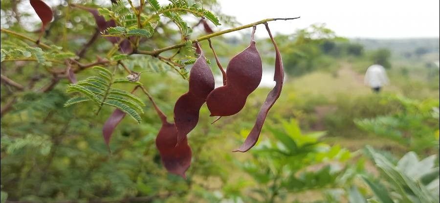 How to propagate How to Propagate Senegalia catechu