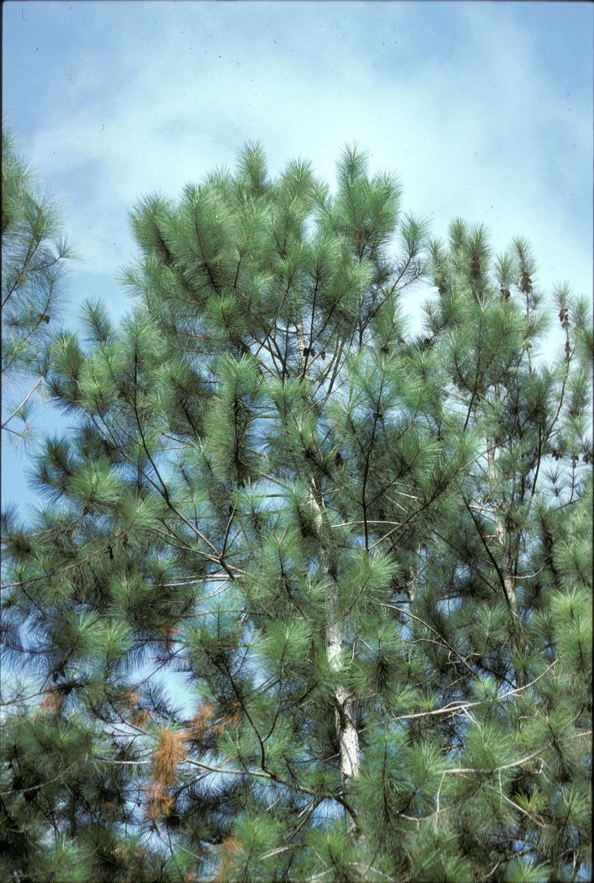 How to Propagate Pinus caribaea - Propagate One
