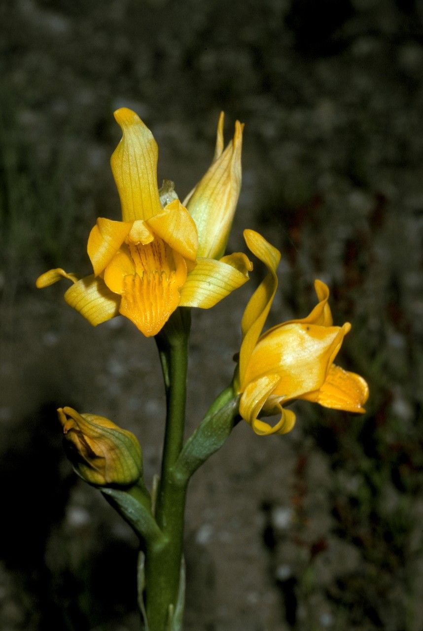 How to Propagate Chloraea alpina - Propagate One