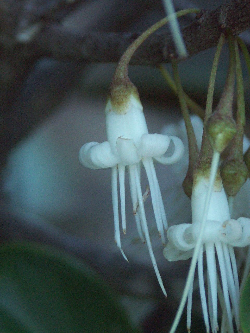 How to Propagate Pycnandra goroensis - Propagate One