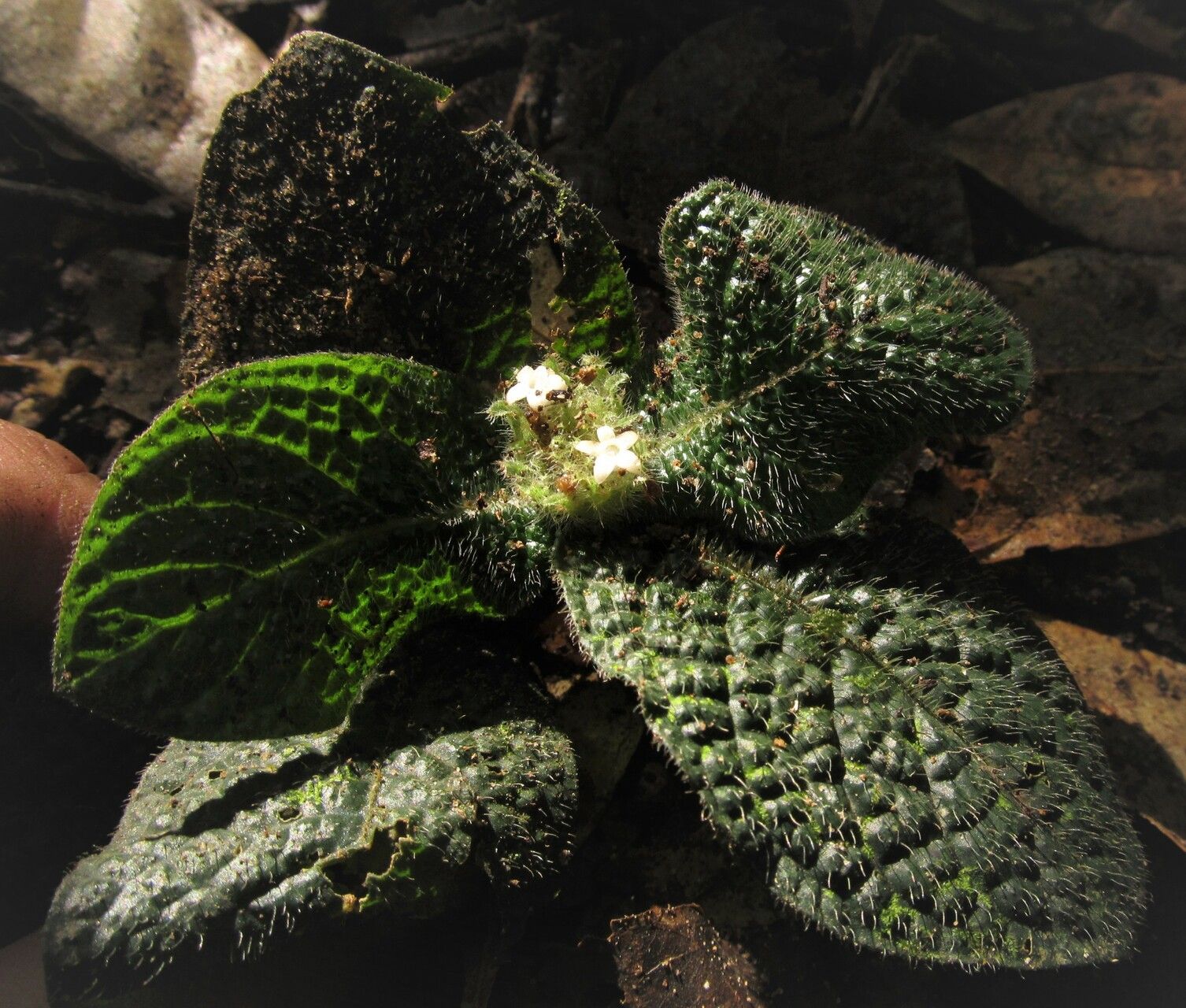 How to Propagate Hymenocoleus rotundifolius - Propagate One