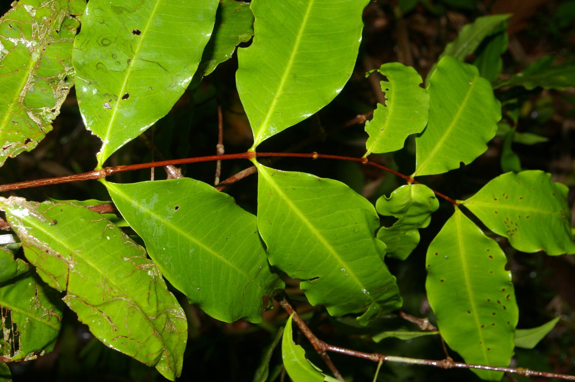 How to Propagate Mouriri myrtifolia - Propagate One