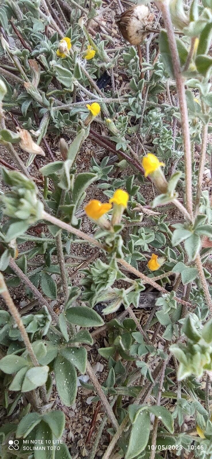 How to Propagate Lotus arabicus - Propagate One