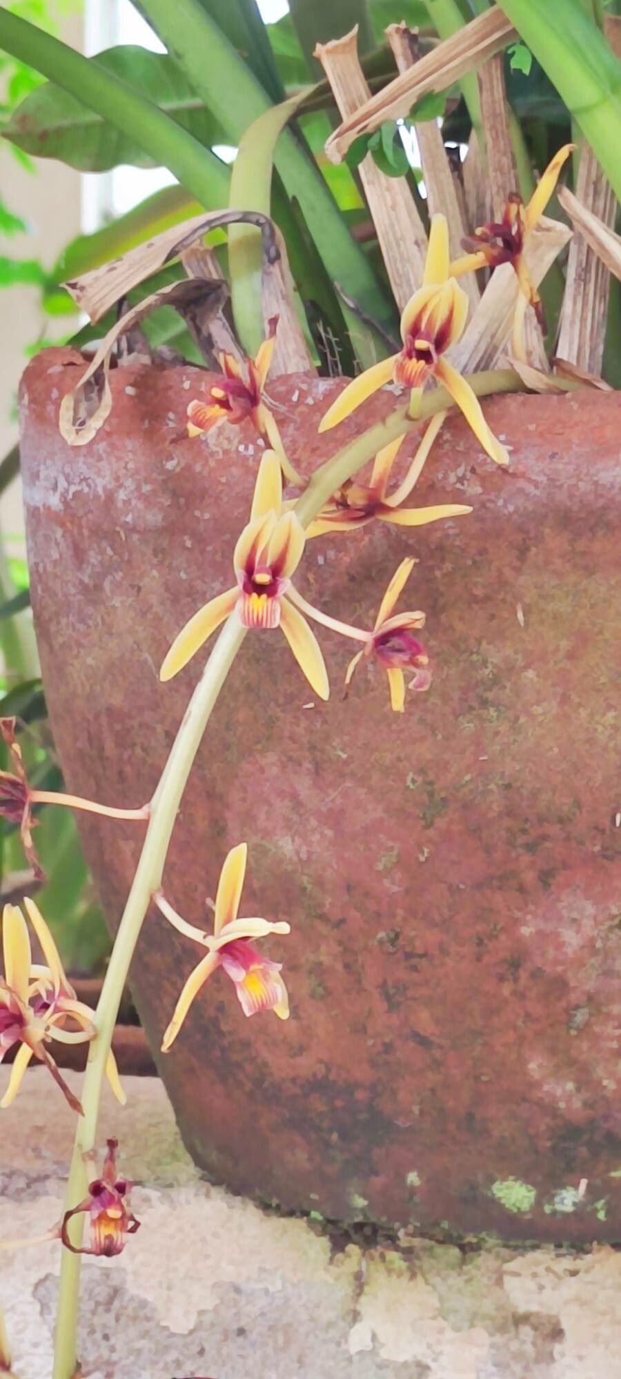 How to Propagate Cymbidium aloifolium - Propagate One