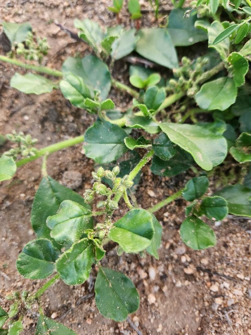 How to Propagate Limeum viscosum - Propagate One