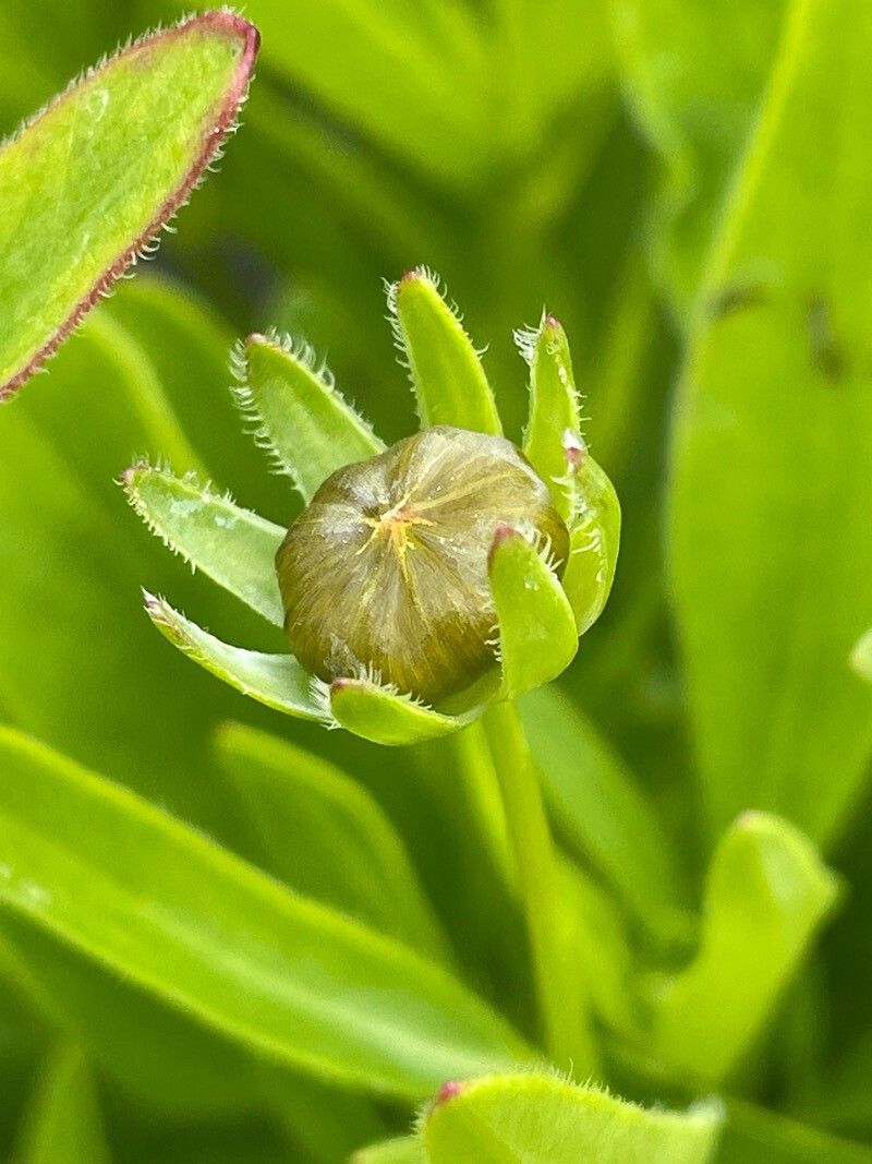 How to Propagate Coreopsis auriculata - Propagate One
