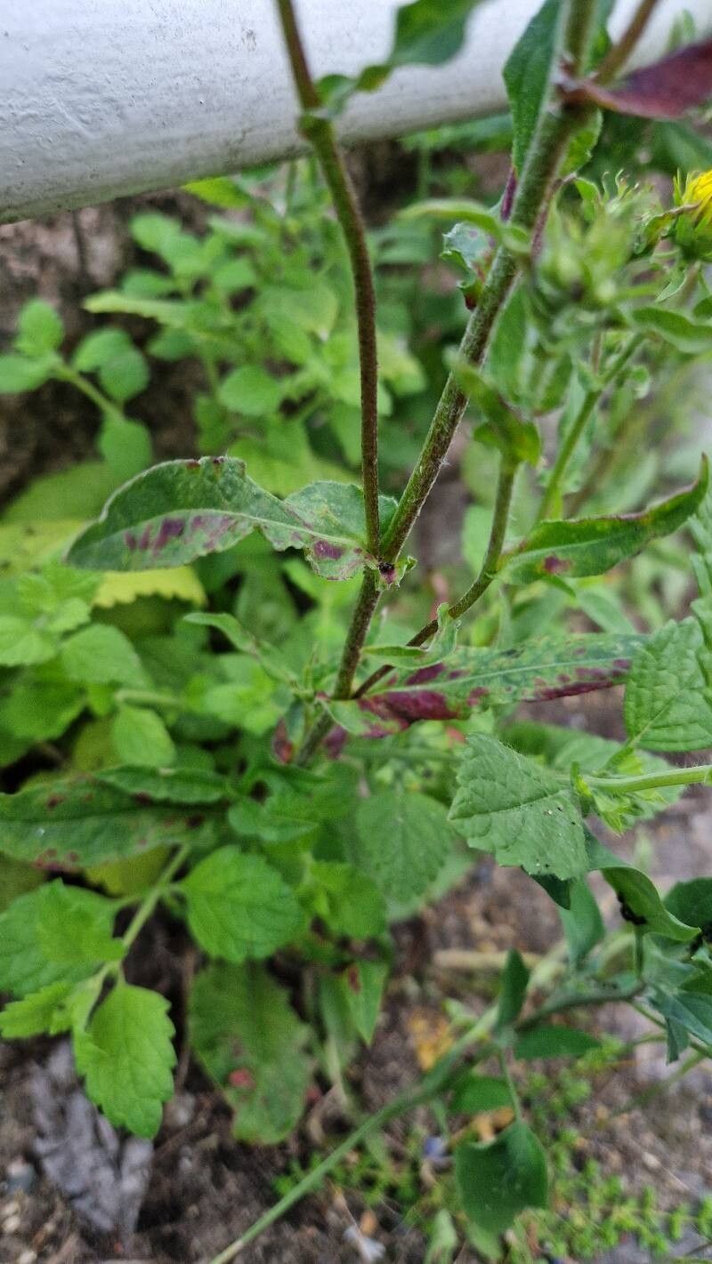 How to Propagate Pentanema britannica - Propagate One