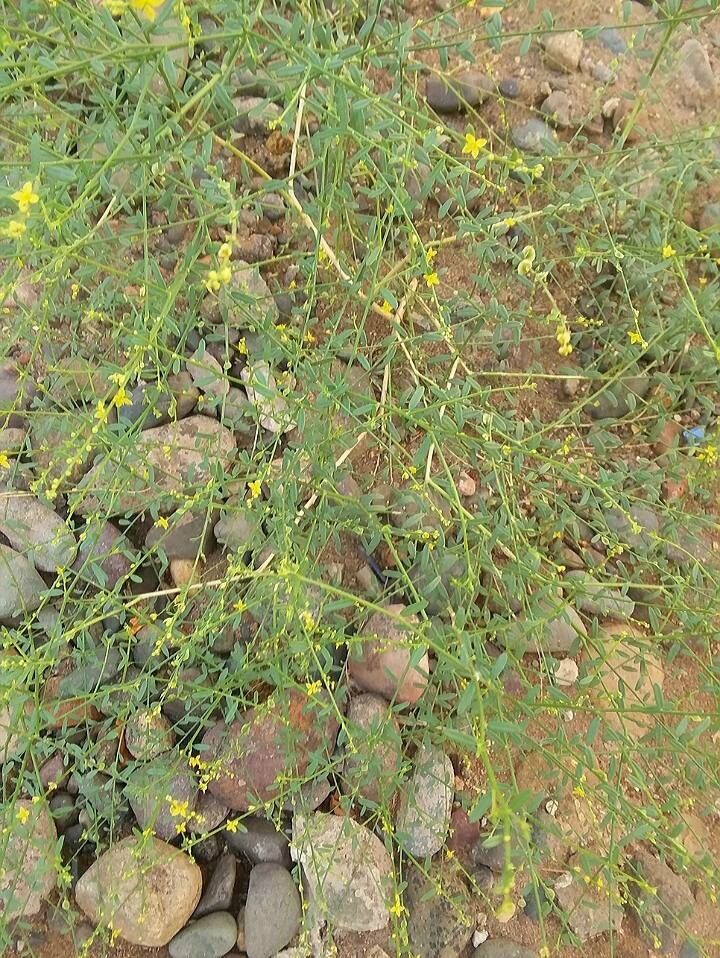 How to propagate How to Propagate Cleome pallida