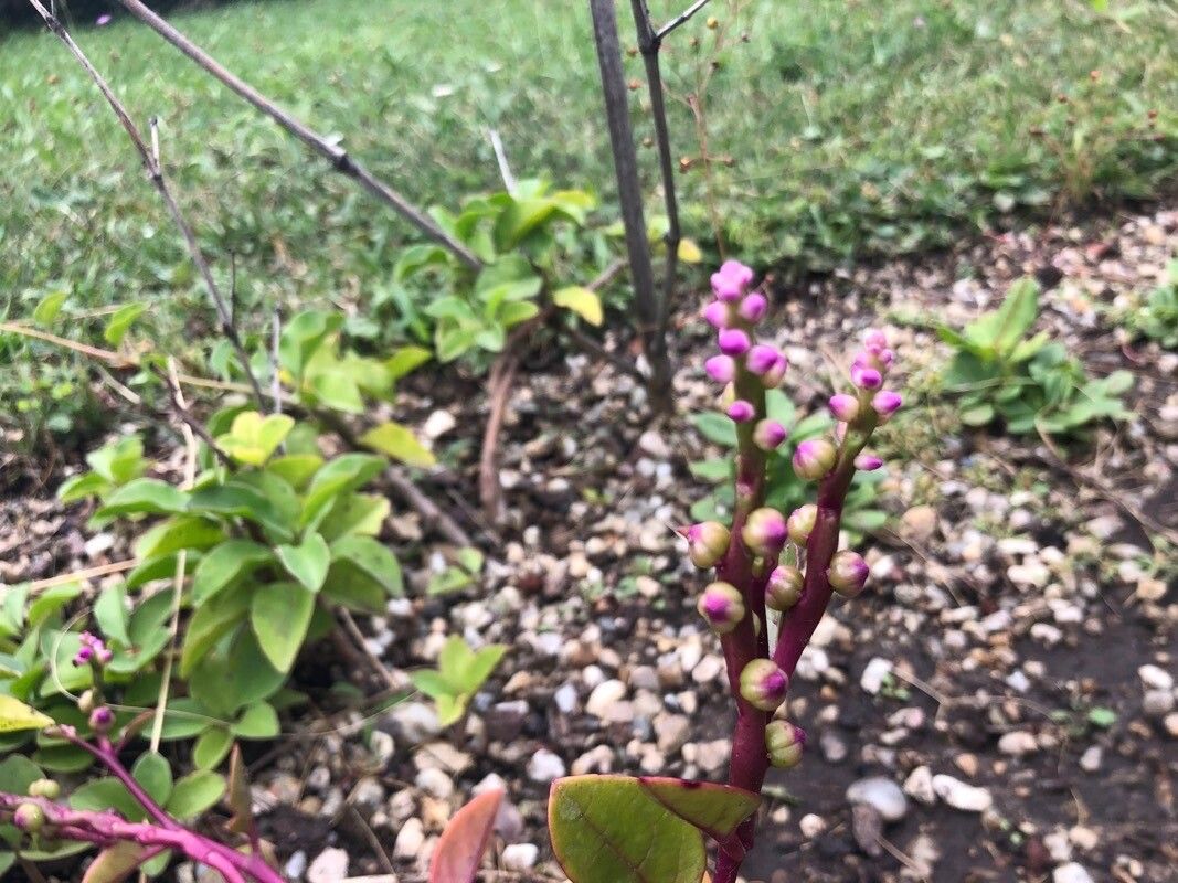 How to Propagate Basella alba - Propagate One