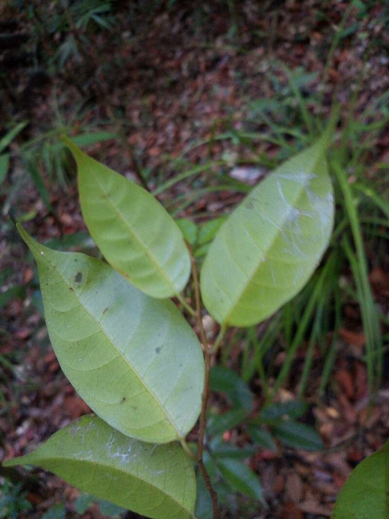 How to Propagate Shorea multiflora - Propagate One