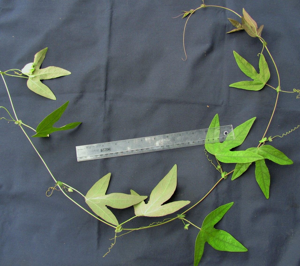 How to Propagate Passiflora dispar - Propagate One