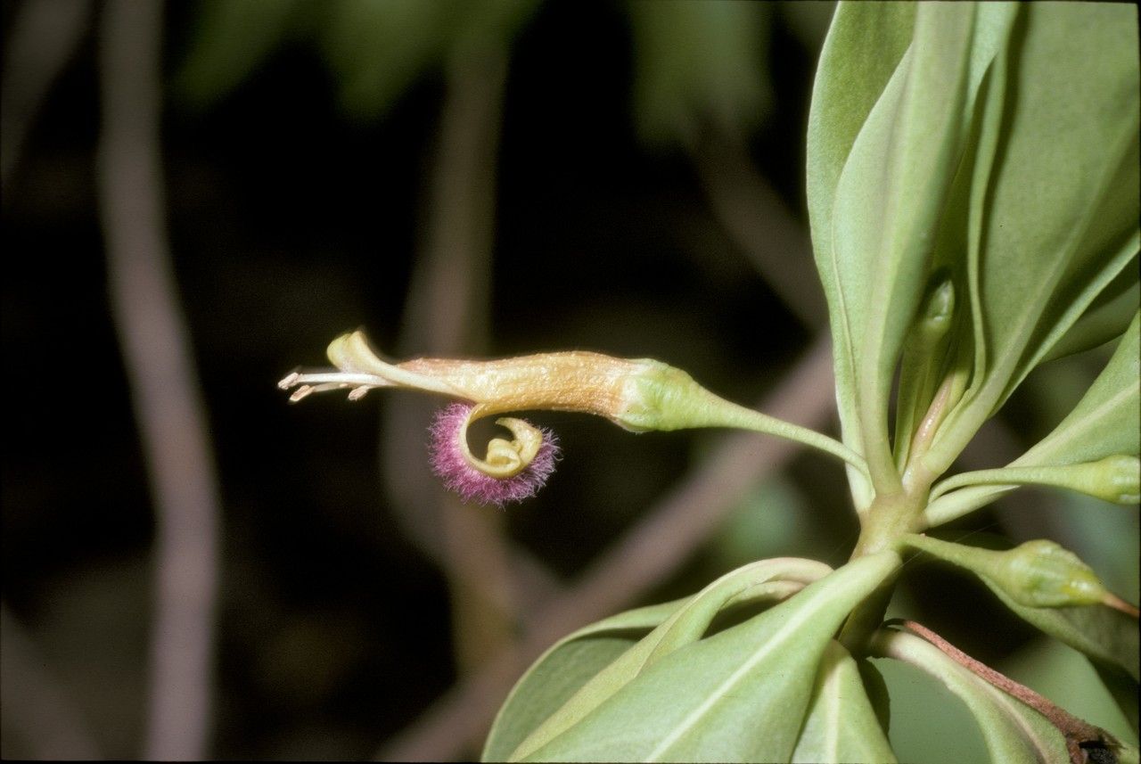 How to Propagate Bontia daphnoides - Propagate One