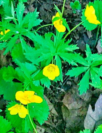 How to Propagate Ranunculus fallax - Propagate One