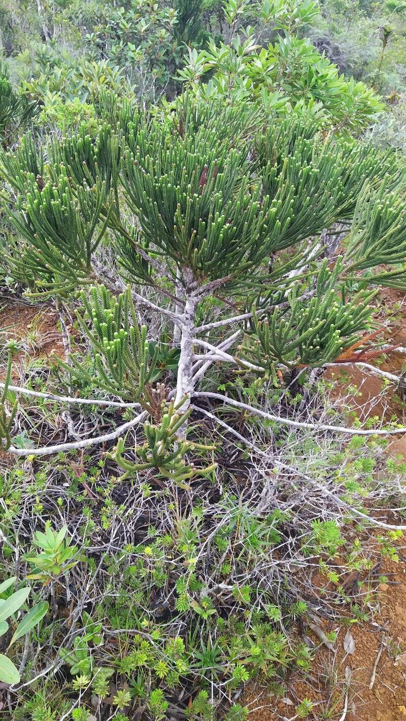 How to propagate How to Propagate Araucaria goroensis