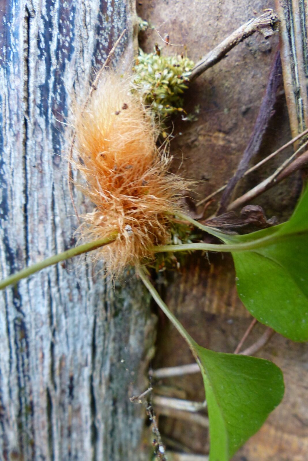 How to Propagate Microgramma nitida - Propagate One