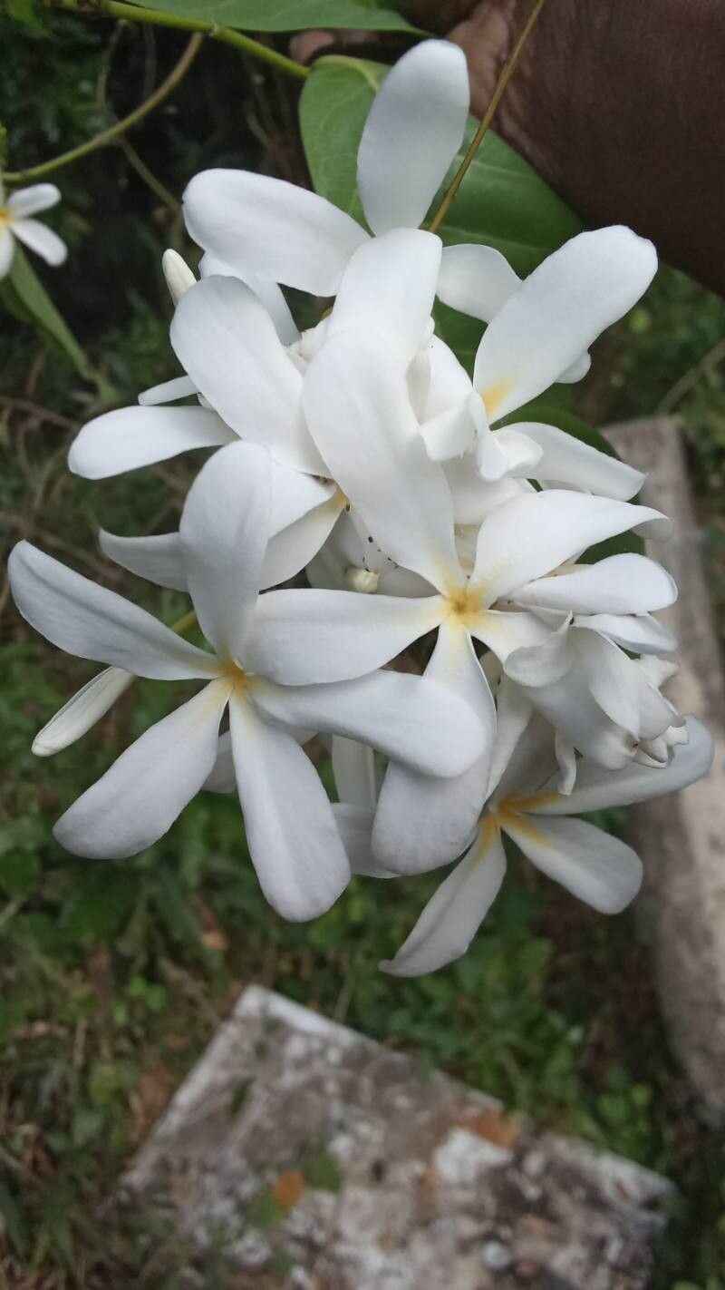 How to Propagate Saba comorensis - Propagate One