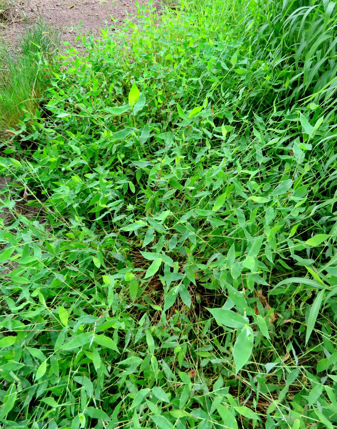 How to Propagate Arthraxon hispidus - Propagate One