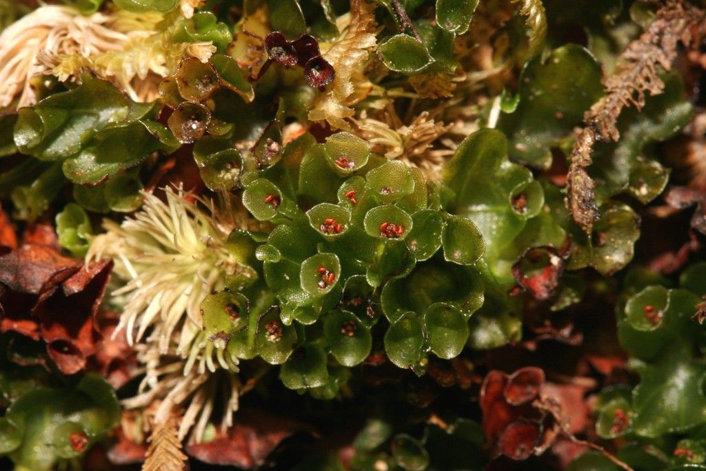 How to Propagate Hymenophyllum francii - Propagate One