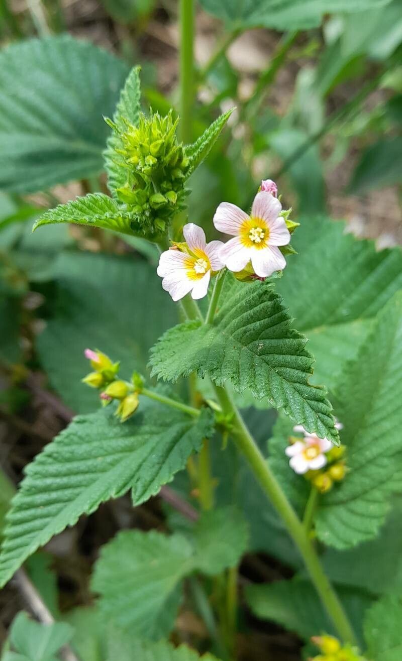 How to Propagate Melochia pyramidata - Propagate One