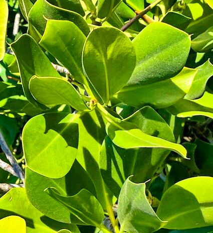 How to Propagate Rhizophora stylosa - Propagate One