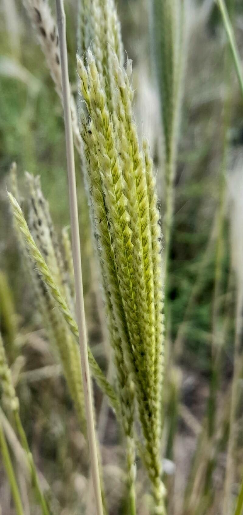 How to Propagate Chloris castilloniana - Propagate One