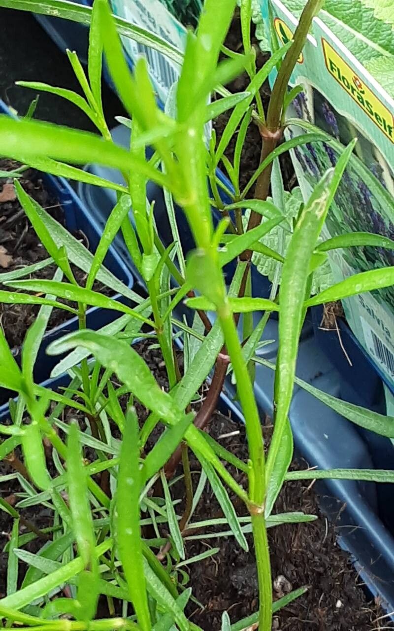 How to Propagate Coreopsis rosea - Propagate One