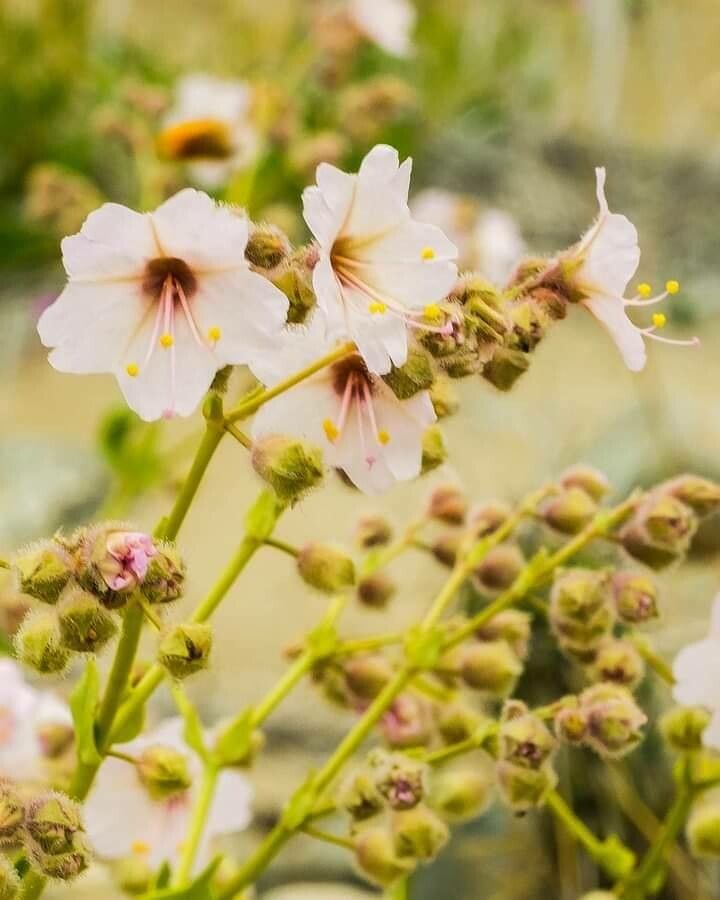 How to Propagate Mirabilis elegans - Propagate One