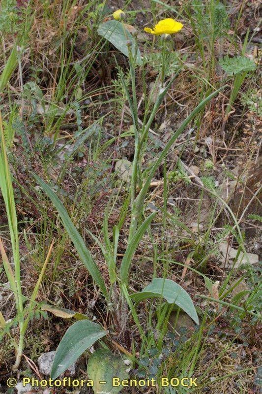 How to Propagate Ranunculus abnormis - Propagate One