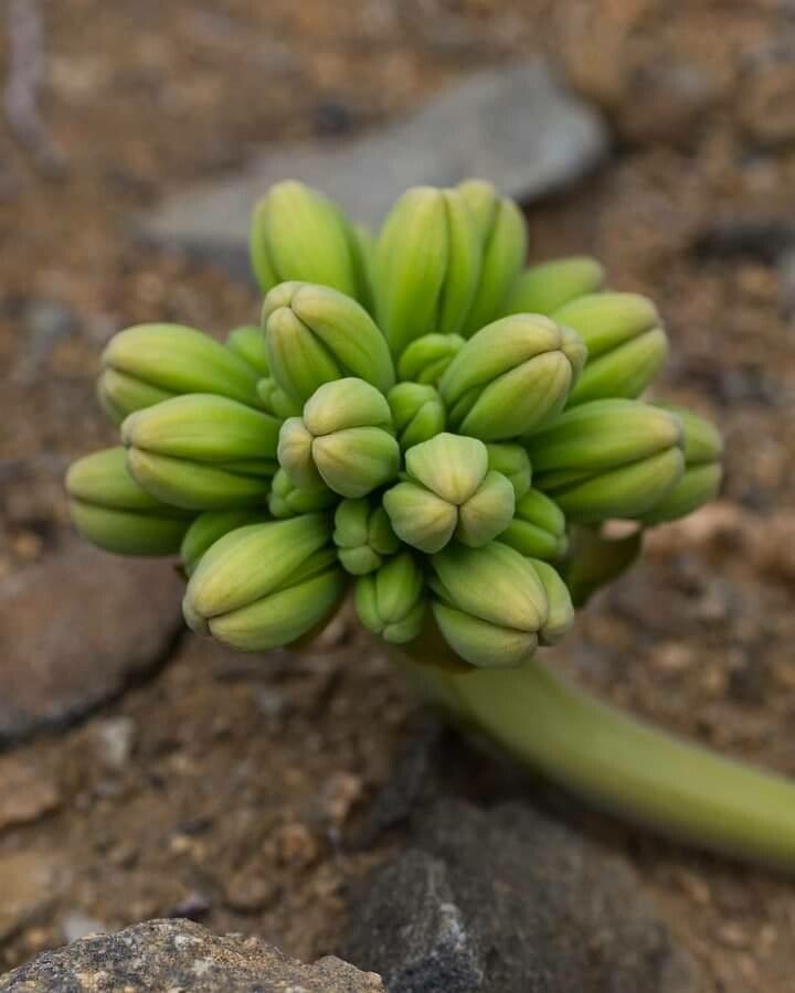 How to Propagate Bomarea ovallei - Propagate One