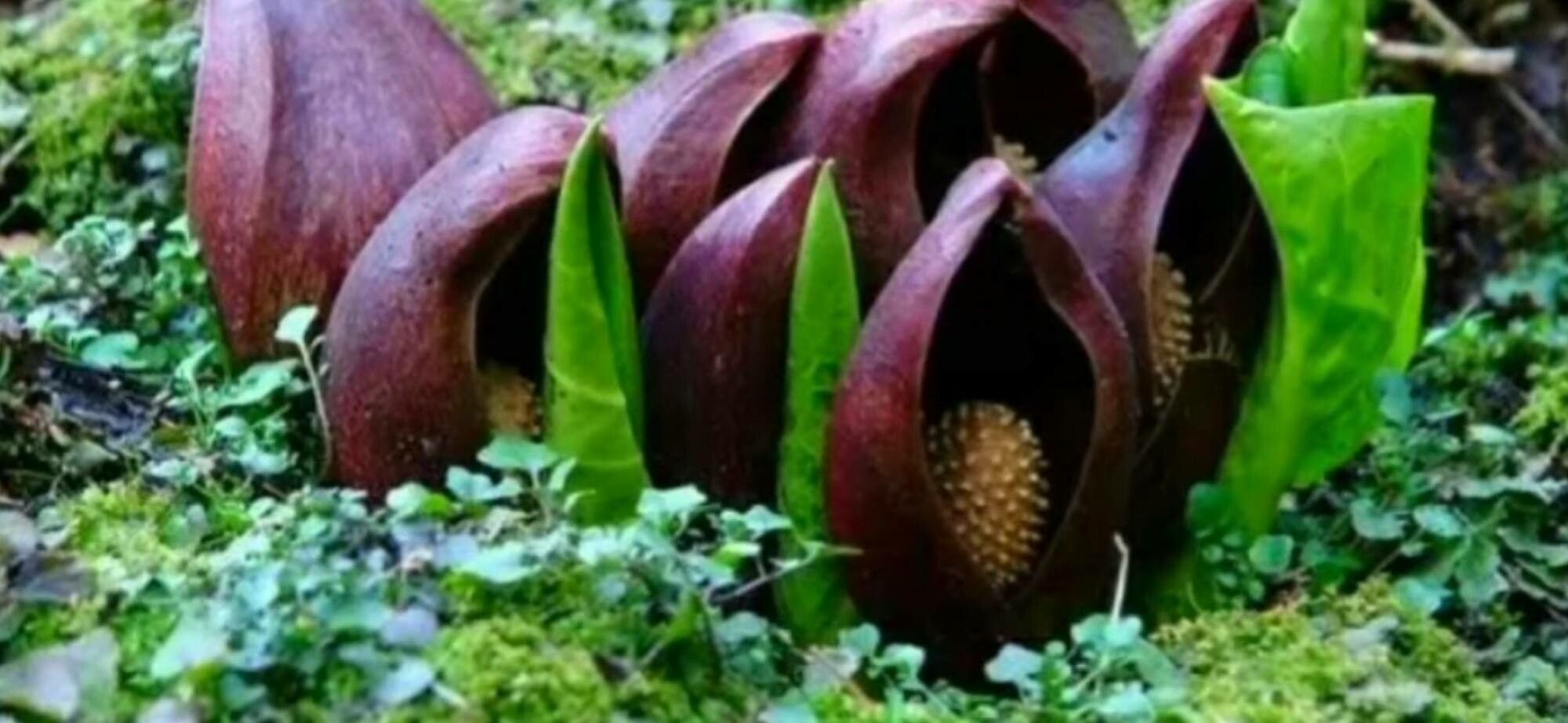 How to Propagate Symplocarpus renifolius - Propagate One