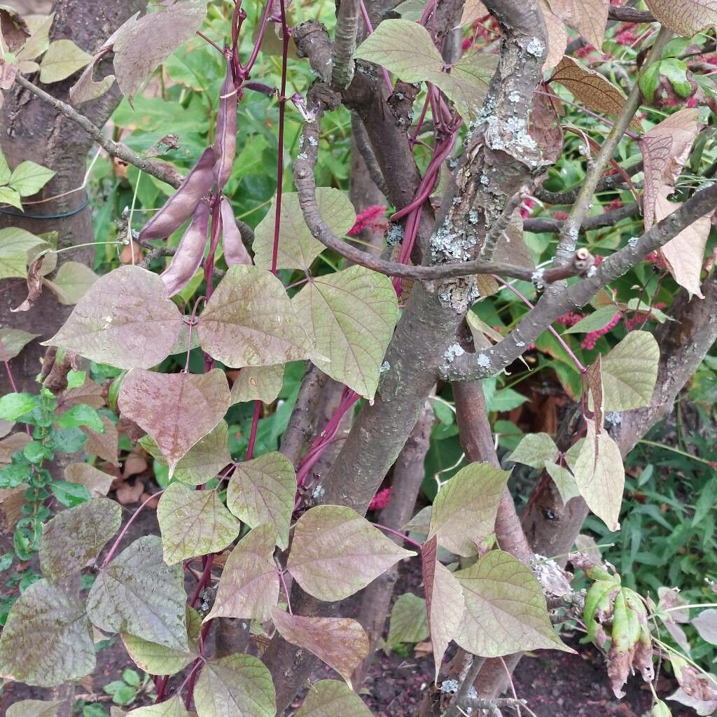 How to Propagate Lablab purpureus - Propagate One