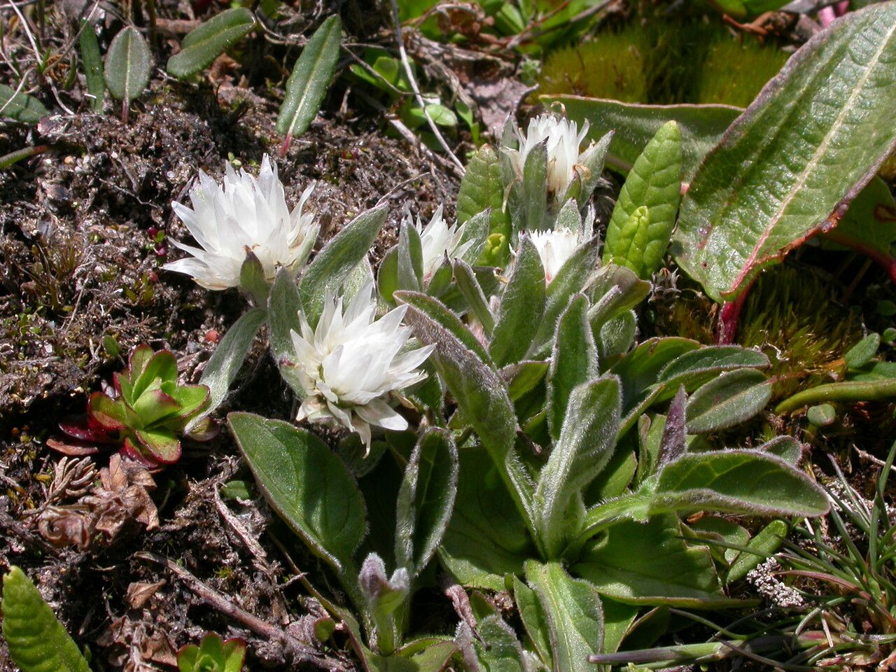 How to Propagate Anaphalioides papuana - Propagate One